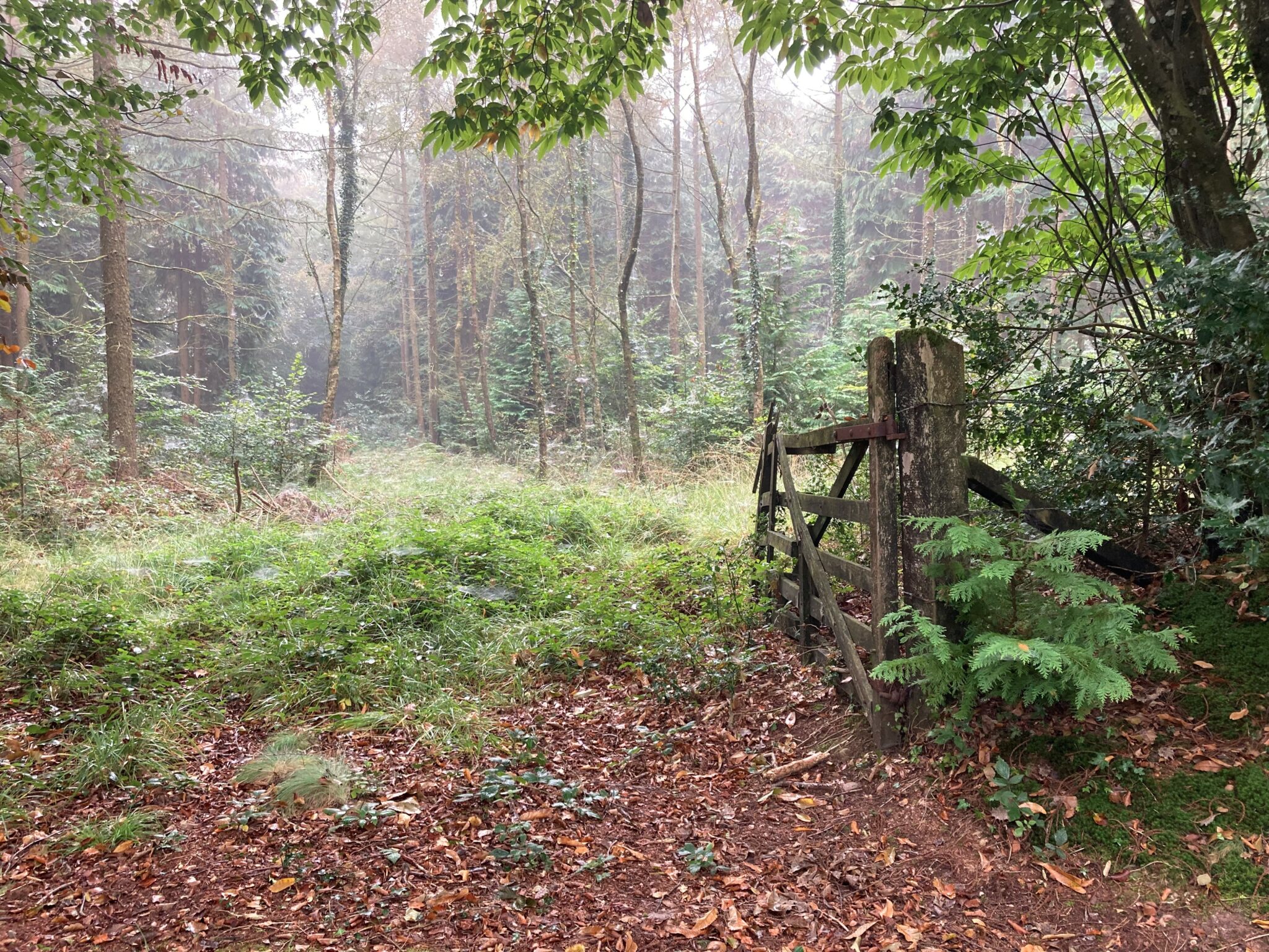 Public access to new Woodbury Common land agreed - Open Spaces Society